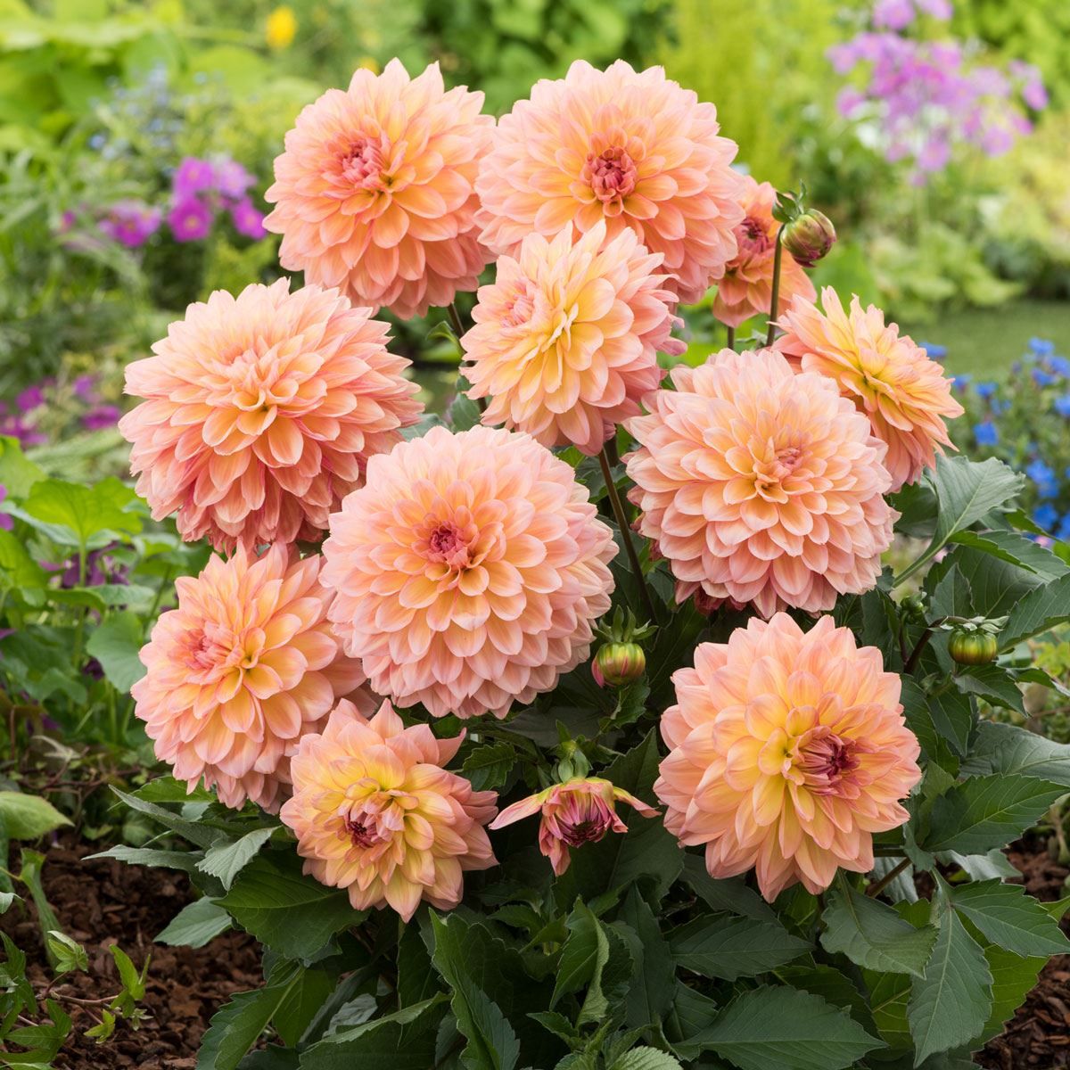 Dahlia Dalina Maxi Peach | 3 Large Plug Plants