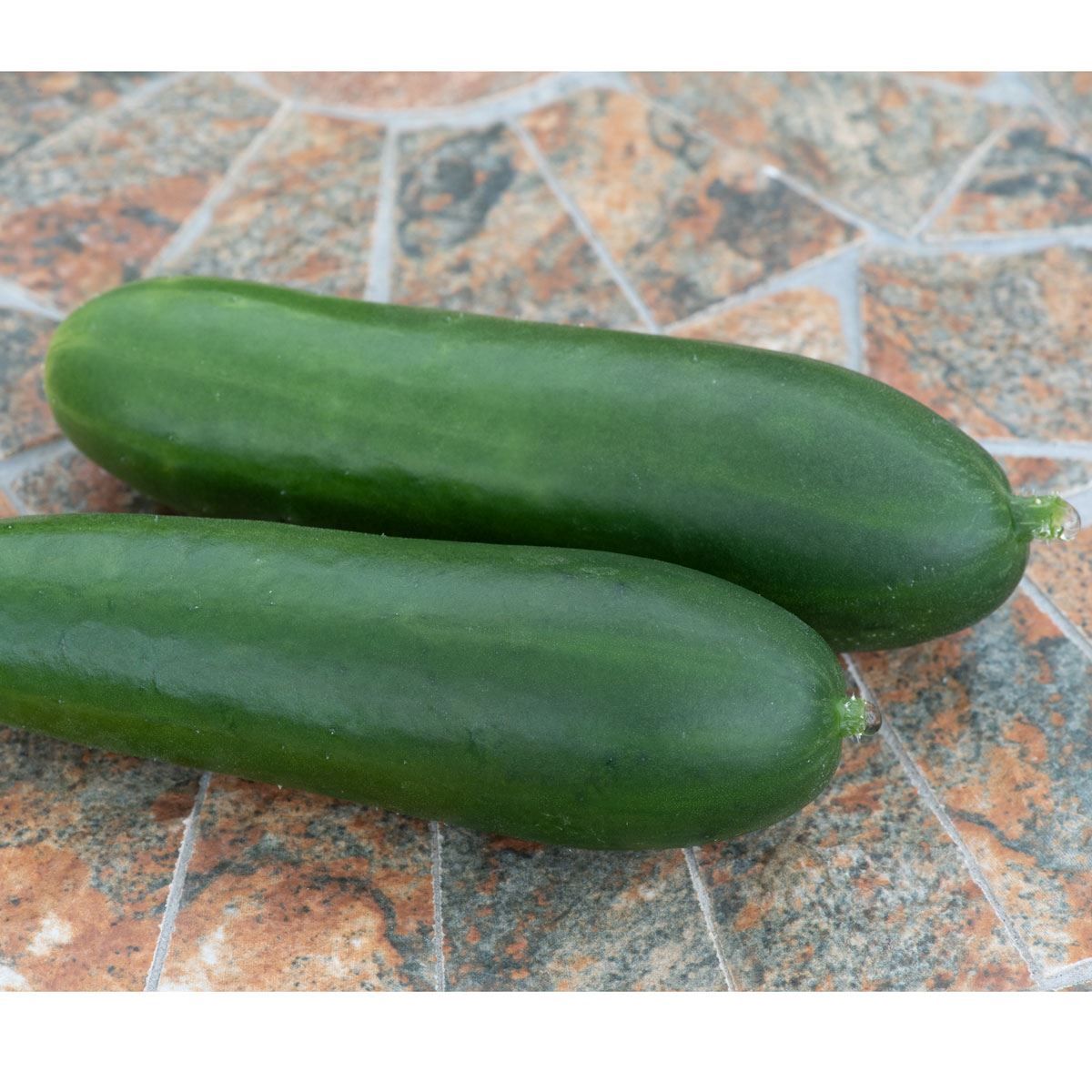 Cucumber MiniSweet | Pack of 3 Garden Ready 6cm Peat Pots