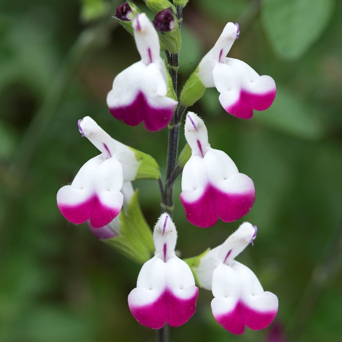 Salvia Cherry Lips | Garden Ready Perennial 9cm Pot
