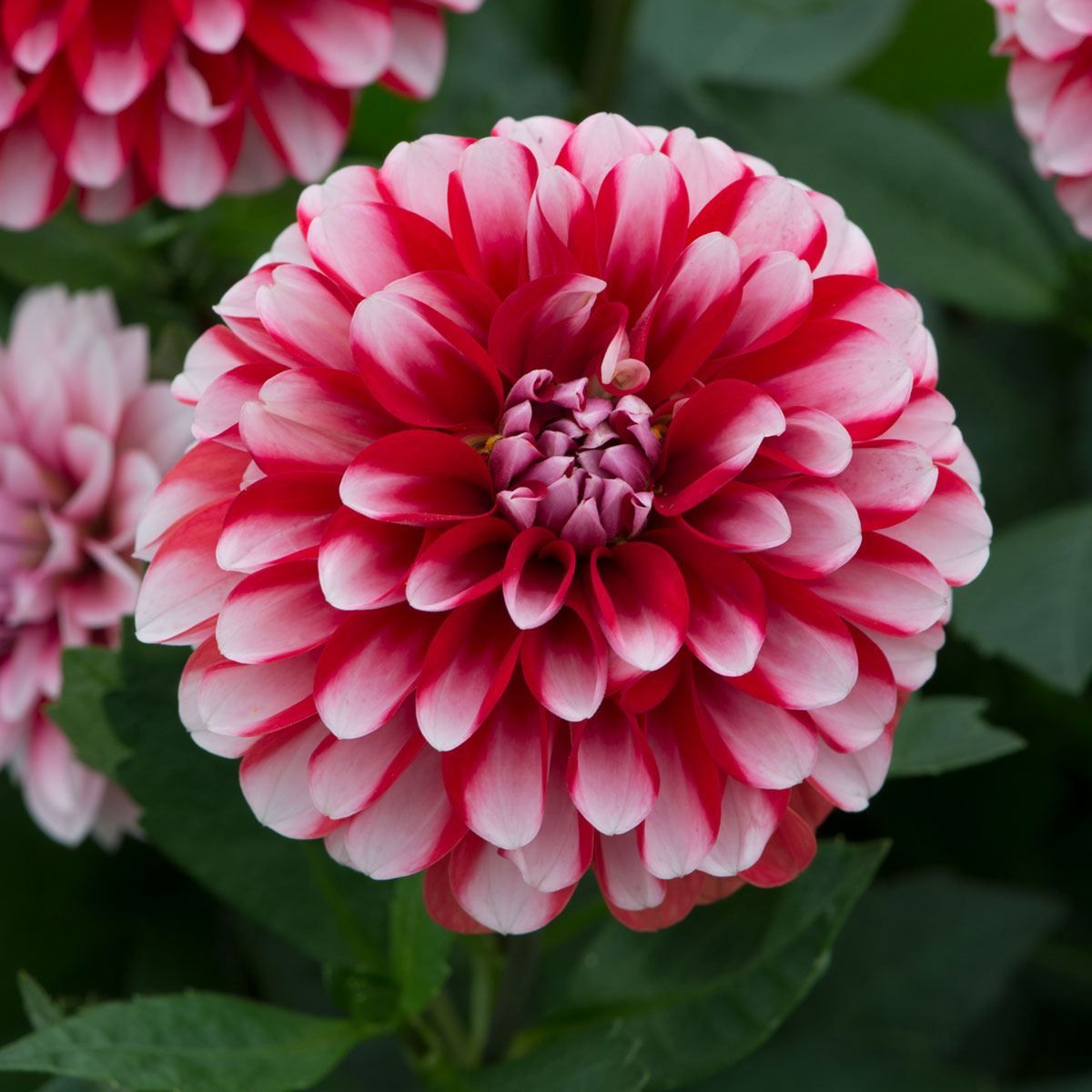 Dahlia Dalina Maxi Tampico | 3 Large Plug Plants