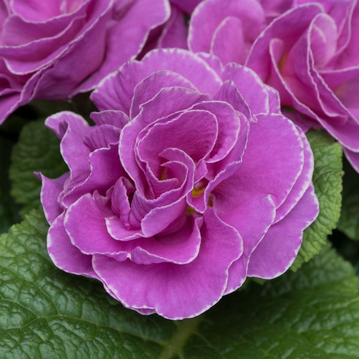 Primrose Early Pom Pom Neon Violet | 5 x 6cm Garden Ready Biodegradable ...