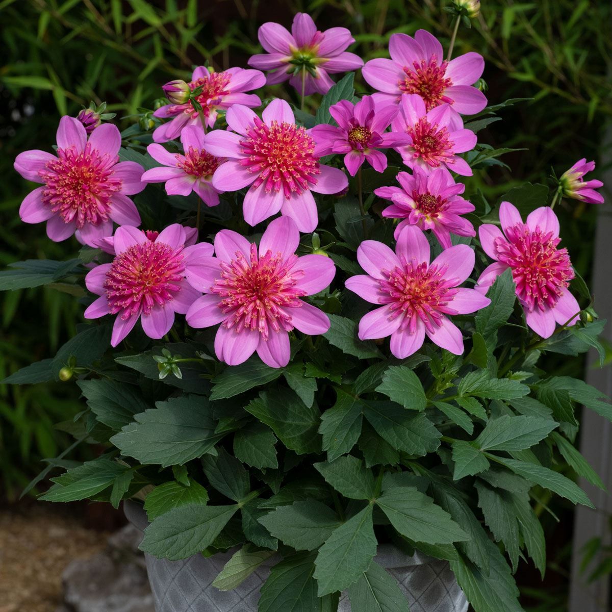 Dahlia Dalina Maxi Starburst Pink | 3 Large Plug Plants