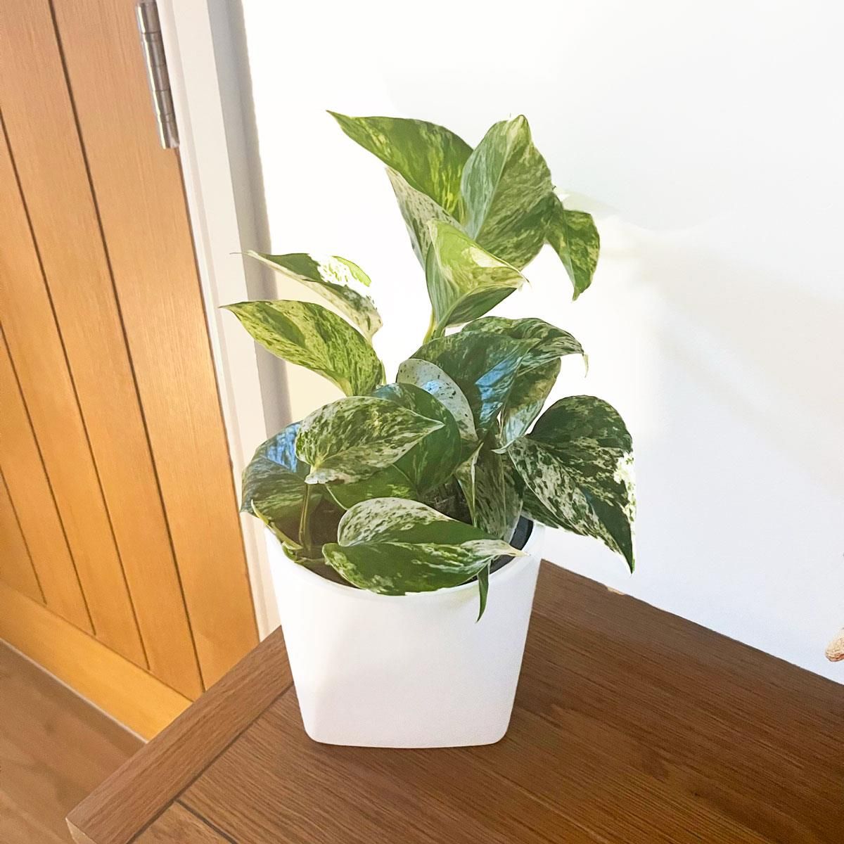 Scindapsus Marble Queen | Houseplant 13cm Pot