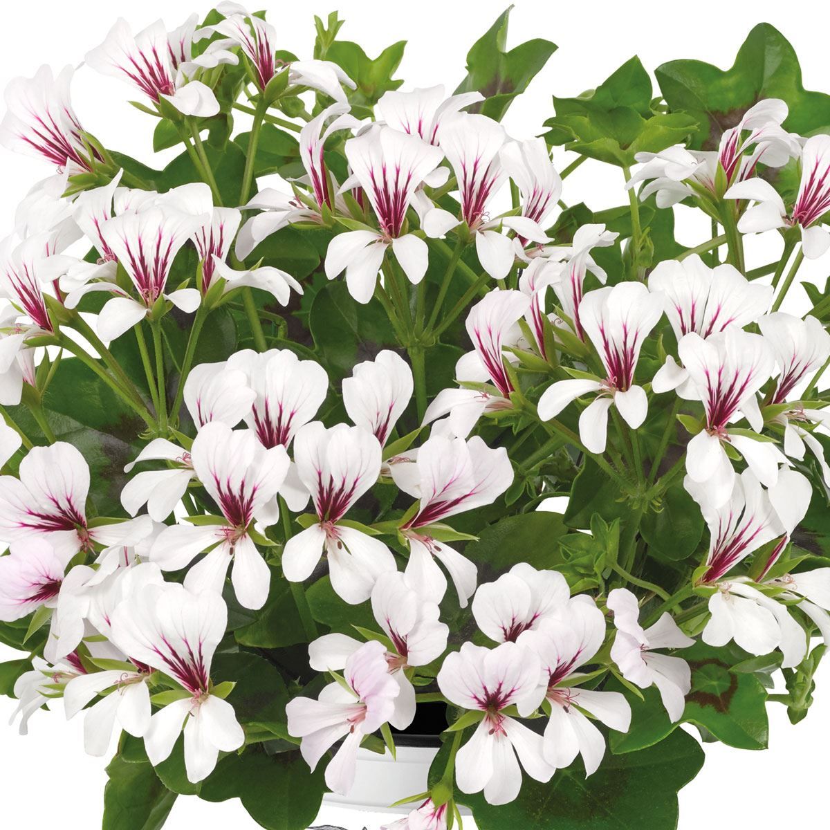 Geranium Ivy Leaf Single Balcon White Polar | 3 x 6cm Garden Ready ...