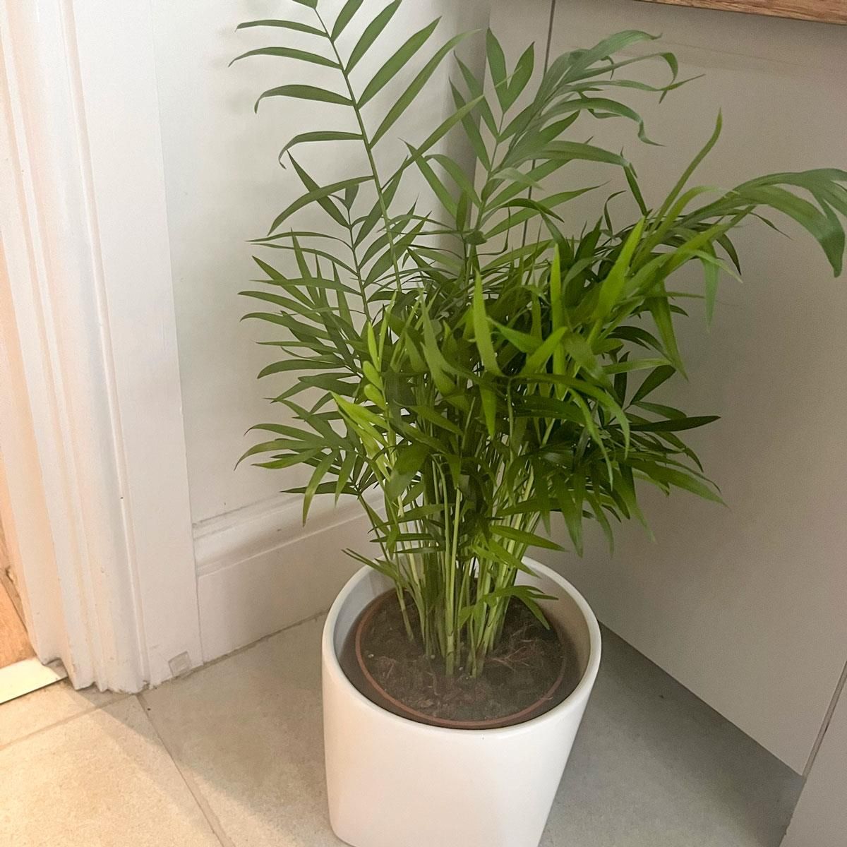 Chamaedorea elegans | Houseplant 12cm Pot