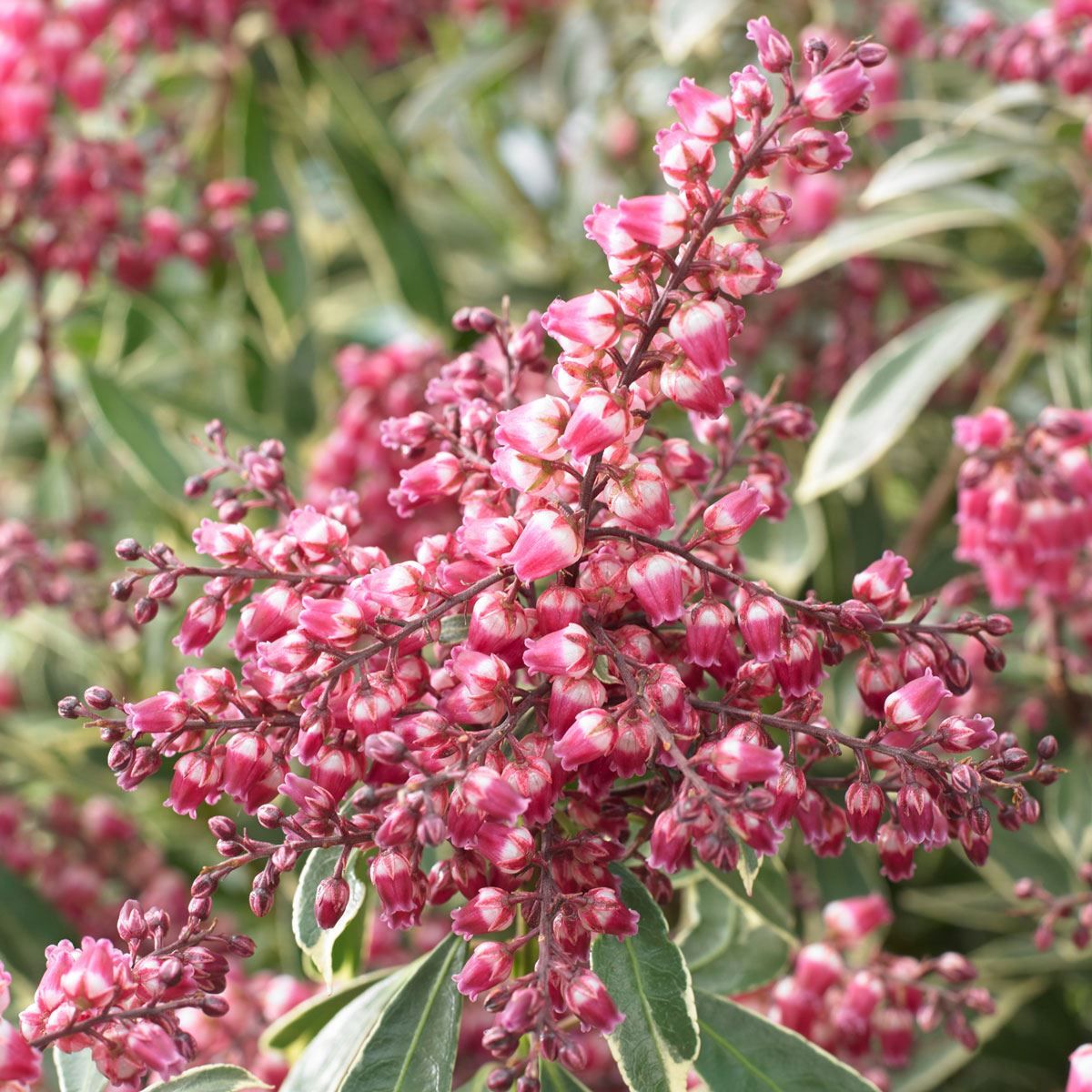Pieris Passion | 9cm Garden Ready Plant