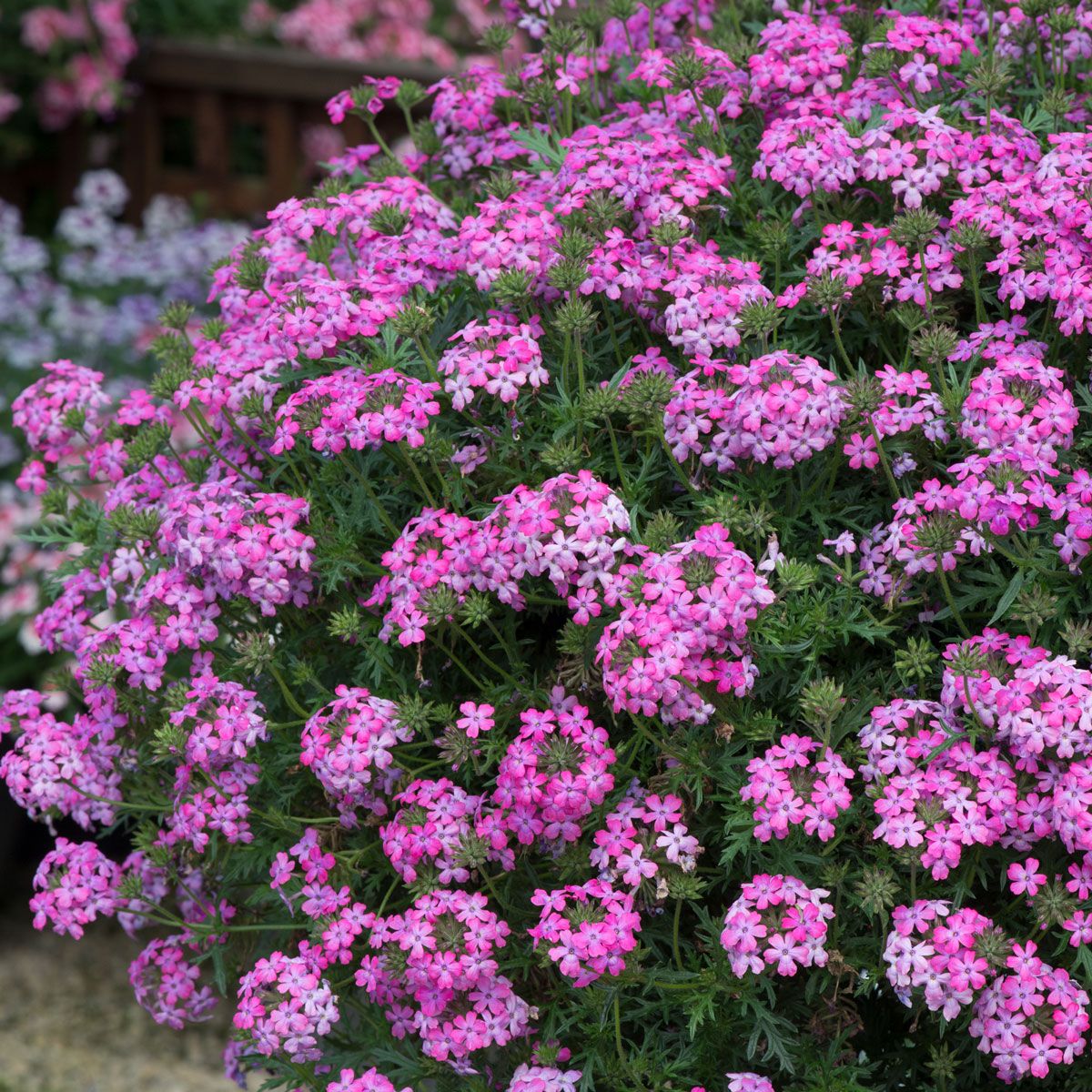 Verbena Enchantment Hot Pink (Trailing) | Tray of 42 Value Large Plug ...