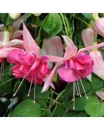Giant Fuchsia Collection | 5 Large Plug Plants
