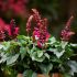 Salvia Salgoon Lake Flamingo | 1 Litre Garden Ready Plant