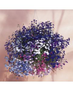 Discover the Beauty of Lobelias: A Guide to Growing and Caring for ...