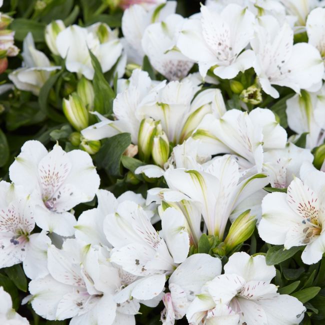 Alstroemeria Inticancha White Magic | 9cm Garden Ready Plant