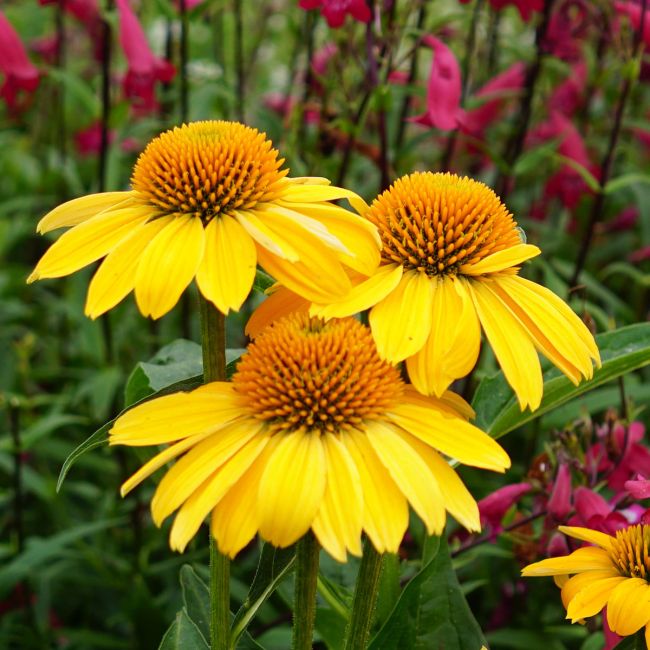 Echinacea Sombrero Lemon Yellow| Garden Ready Perennial 9cm Pot