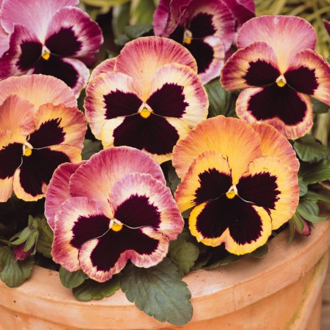 Pansy Matrix Sunrise | Tray of 350 Plug Plants