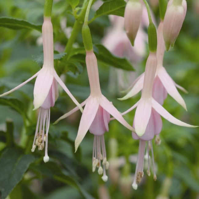 Fuchsia Hawkshead (Hardy Bush) | Tray of 28 Value Large Plug Plants