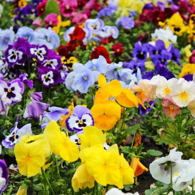 Pansy Premier Mixed (Spring and Summer Flowering) | Tray of 40 Plug Plants