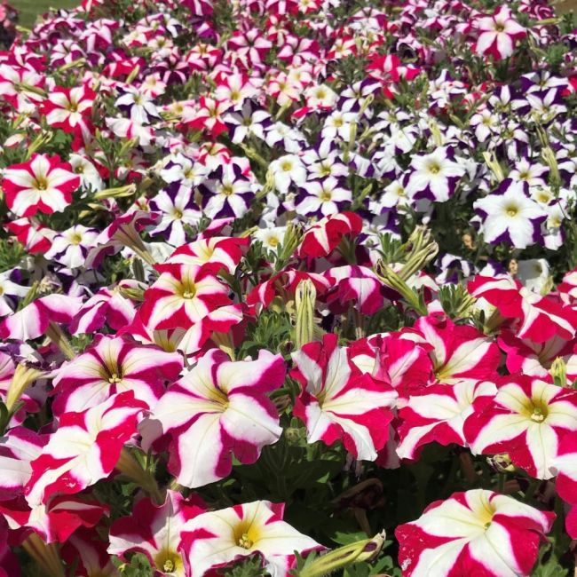 Petunia Ultra Stars Mixed | Tray of 40 Plug Plants
