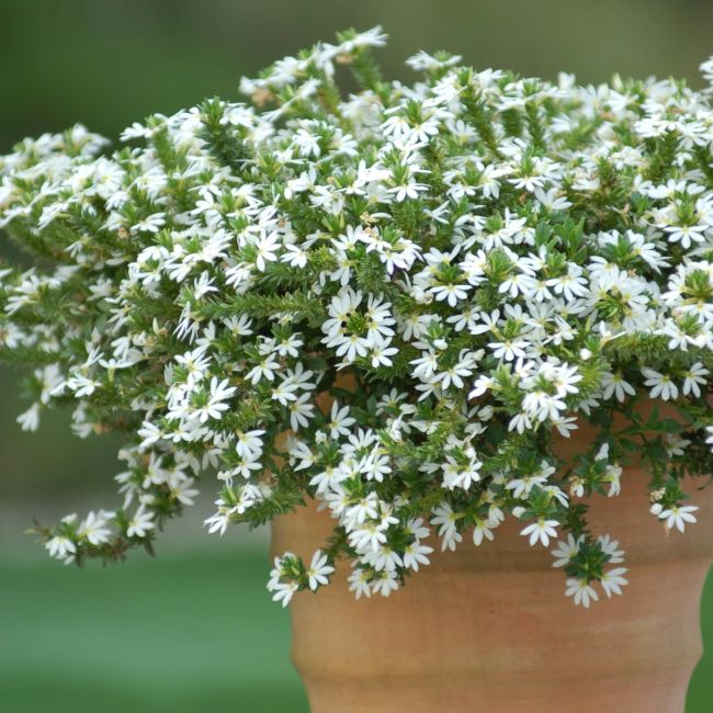 Scaevola Print White | 5 Large Plug Plants