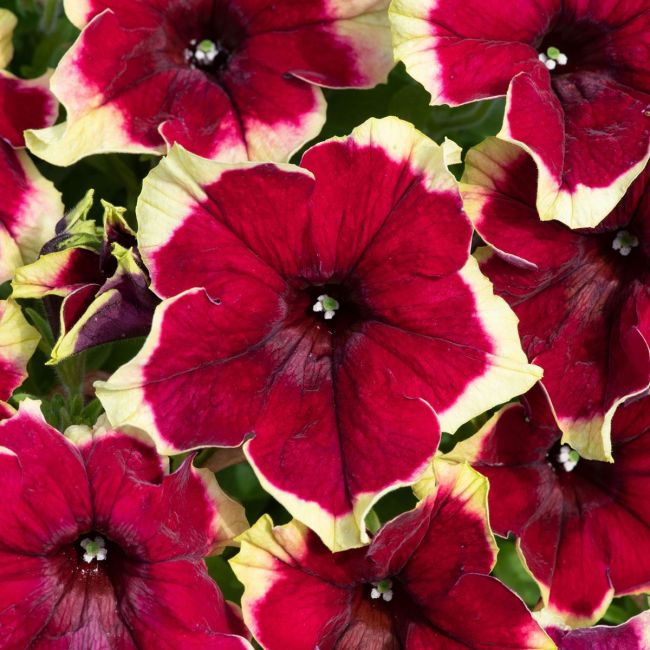 Surfinia Burgundy Yellow Picotee | 5 Large Plug Plants