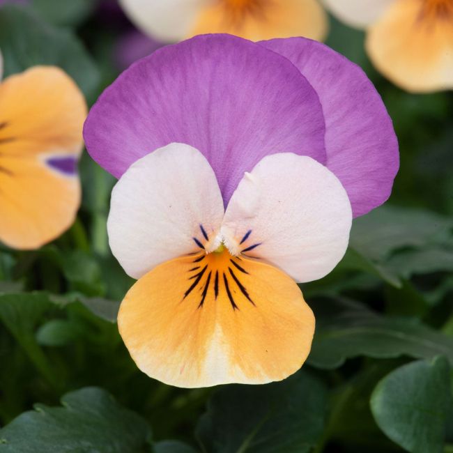 Viola F1 (Trailing) Teardrops Apricot Purple Wing | 3 x 6cm Garden ...