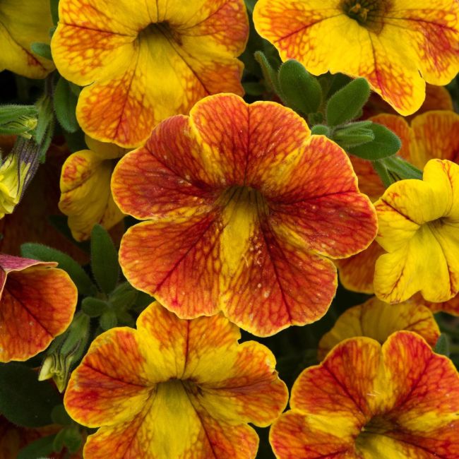 Calibrachoa Cabaret Special Diva Orange | 5 Large Plug Plants