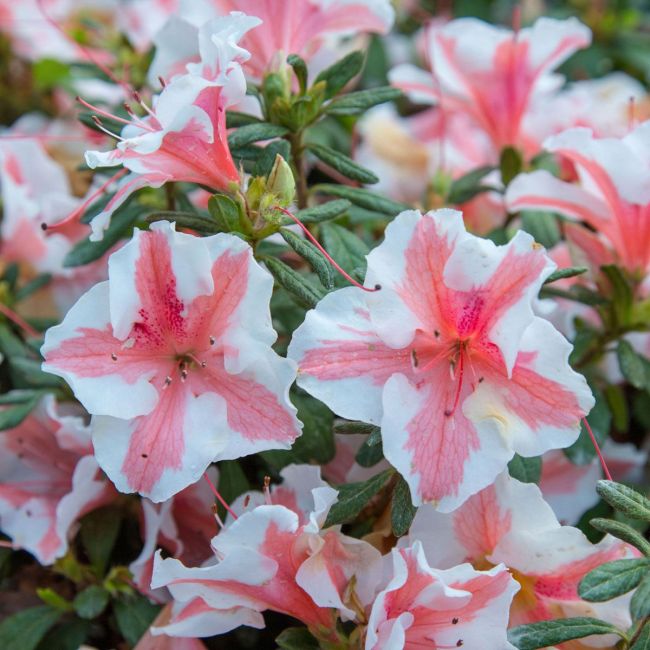 Azalea Encore Autumn Starburst | 9cm Garden Ready Plant