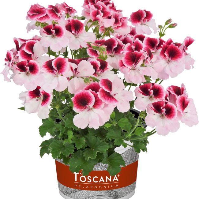 Geranium Crispum Florella Bicolour | 5 Large Plug Plants