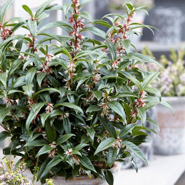 Sarcococca Winter Gem | 9cm Garden Ready Plant