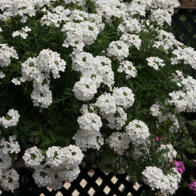 Verbena Enchantment White (Trailing) | 5 Large Plug Plants