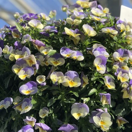 Pansy Cool Wave Blueberry Swirl | 30cm Hanging Basket Speed Planter