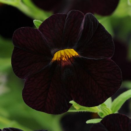 Calibrachoa Can Can Black Cherry| Tray of 84 Large Plug Plants