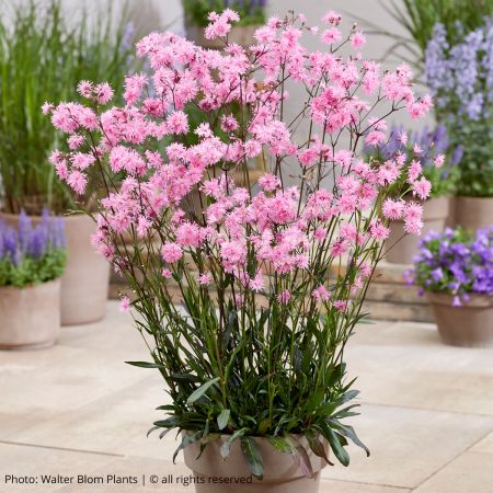 Lychnis Petite Jenny | 1 Litre Garden Ready Plant