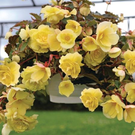 Begonia Illumination Lemon (Trailing) | 5 Large Plug Plants