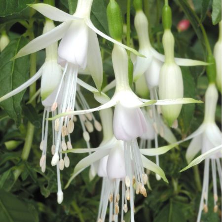 Fuchsia Hawkshead (Hardy Bush) | 5 Large Plug Plants
