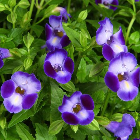 Torenia Moon Blue | 5 Large Plug Plants
