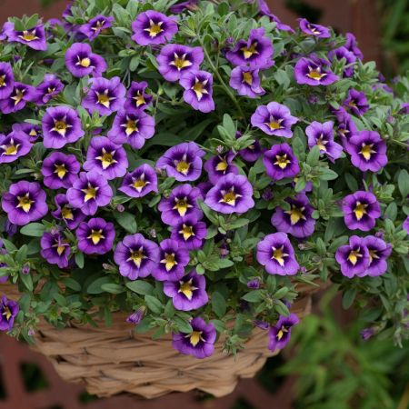 Calibrachoa Cabaret Special Bumble Bee Blue | Tray of 28 Value Large ...