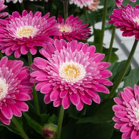 Gerbera Garvinea Sweet Treat | 1 Litre Garden Ready Plant