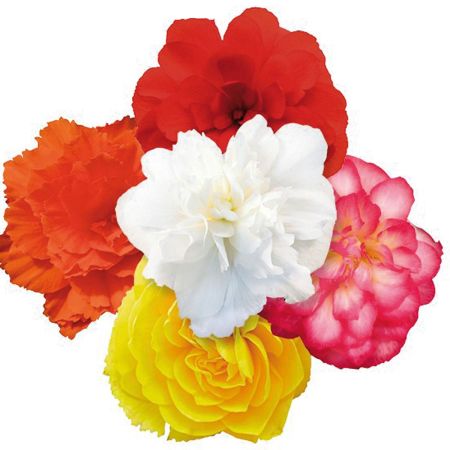 Begonia Non Stop Joy Mixed | Tray of 84 Large Plug Plants