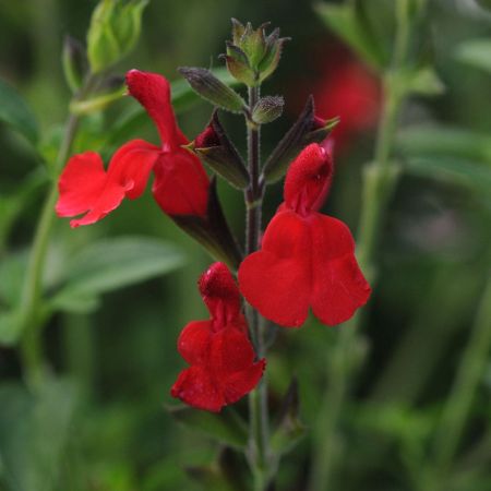 Salvia Radio Red | 1 Litre Garden Ready Plant