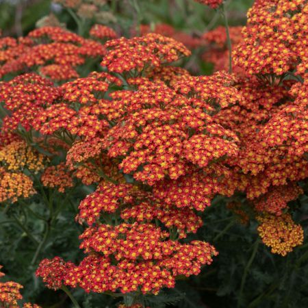 Achillea millefolium Sassy Summer Sunset | 1 Litre Garden Ready Plant