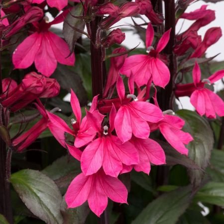Lobelia Starship Rose | 1 Litre Garden Ready Plant