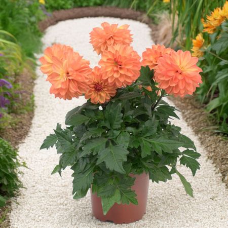 Dahlia Dalaya Garden Saira | 1 Litre Garden Ready Plant