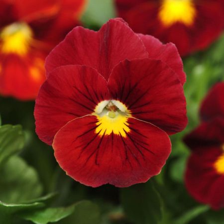 Pansy Panola XP Scarlet | Tray of 10 x 5cm Garden Ready Plants
