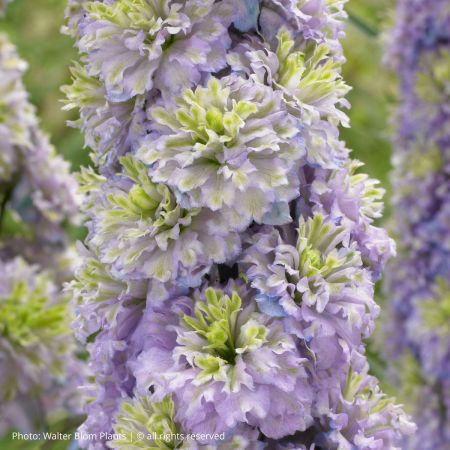 Delphinium Highlander Crystal Delight | 1 Litre Garden Ready Plant