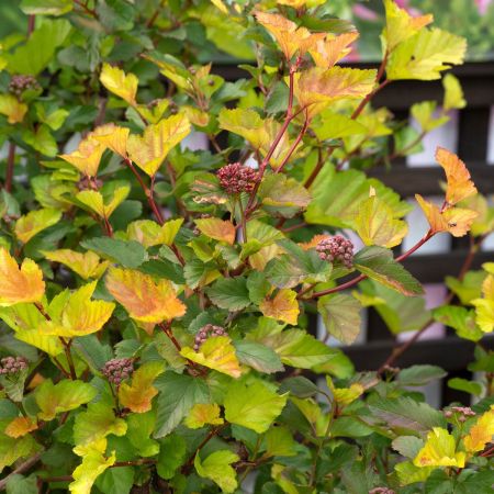 Physocarpus Magic Ball | 9cm Garden Ready Plant