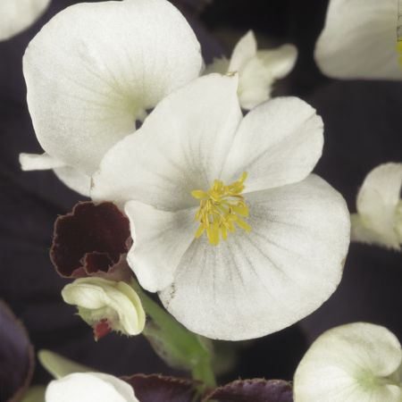 Begonia Senator IQ White | Tray of 40 Plug Plants