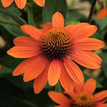 Echinacea Sombrero Adobe Orange | Garden Ready Perennial 9cm Pot