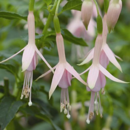Fuchsia Hawkshead (Hardy Bush) | Tray of 28 Value Large Plug Plants