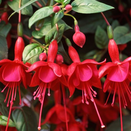 Fuchsia Marinka (Trailing) | 5 Large Plug Plants