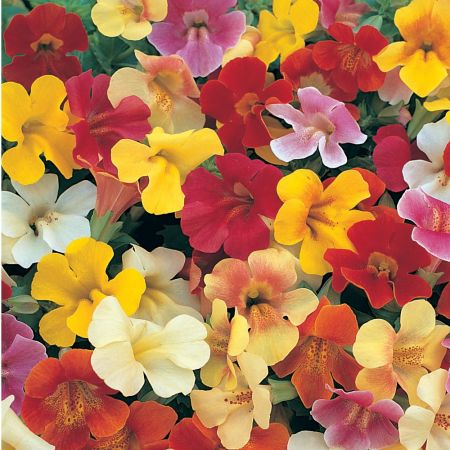 Mimulus Mystic Mixed | Tray of 40 Plug Plants