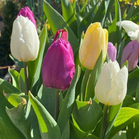 Tulip Prince Mixed | 10 Bulbs Per Pack